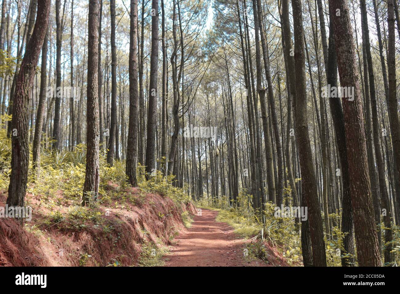 Autumn Fall landscape of pine forest in hutan pinus mangunan ...
