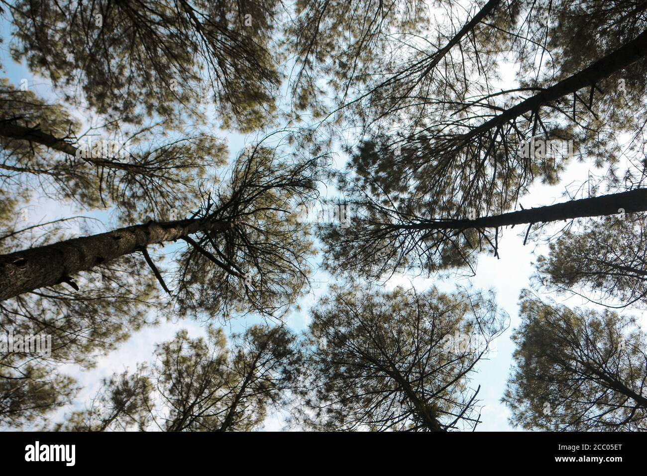Bottom view of the pine forest scenery with blue sky background and sun ...