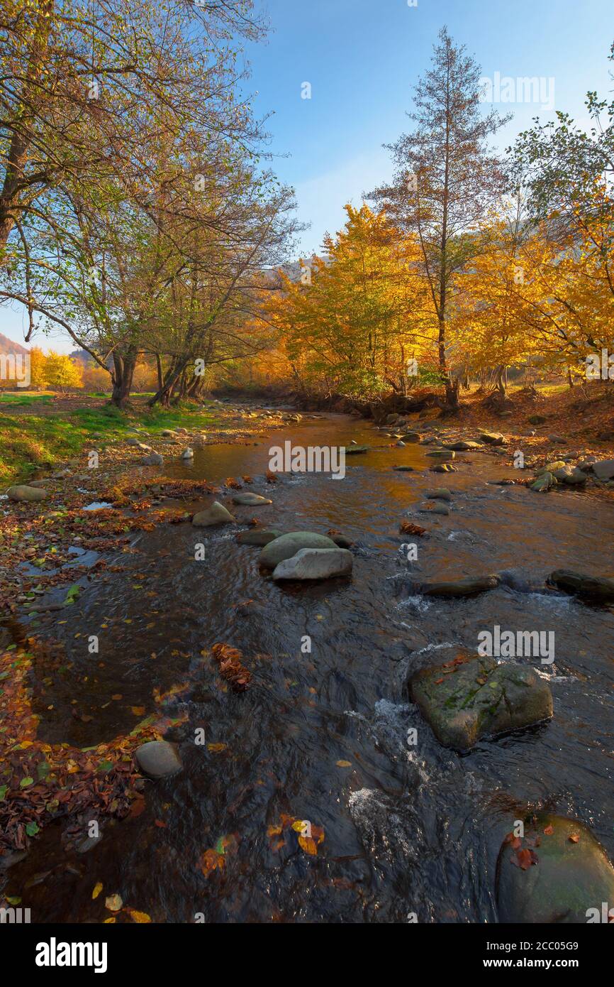 mountain river among the forest in autumn. sunny morning landscape ...