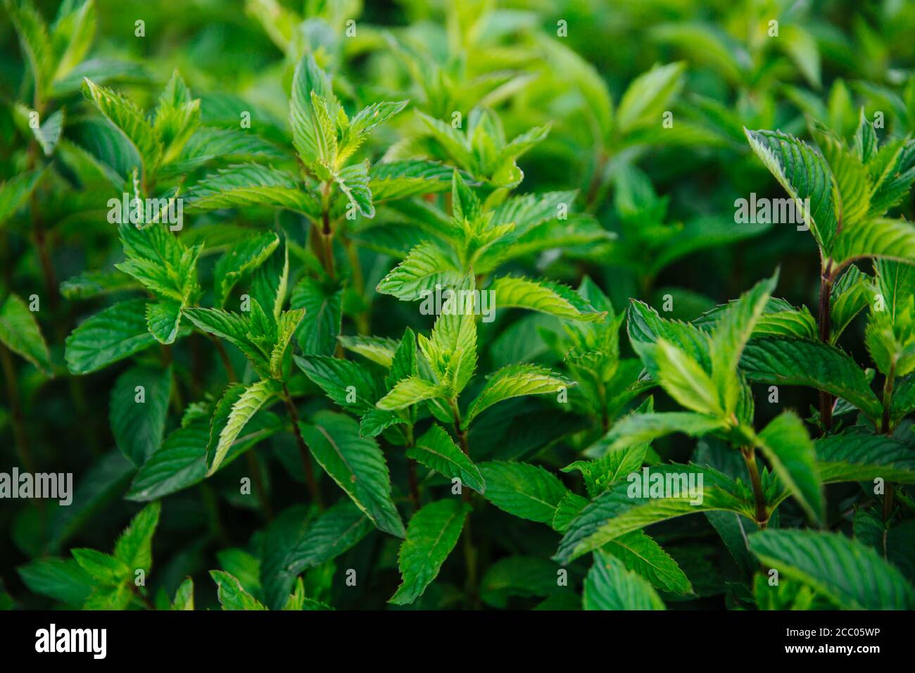 Growing fresh green fragrant mint. Organic Mint Growing Stock Photo - Alamy
