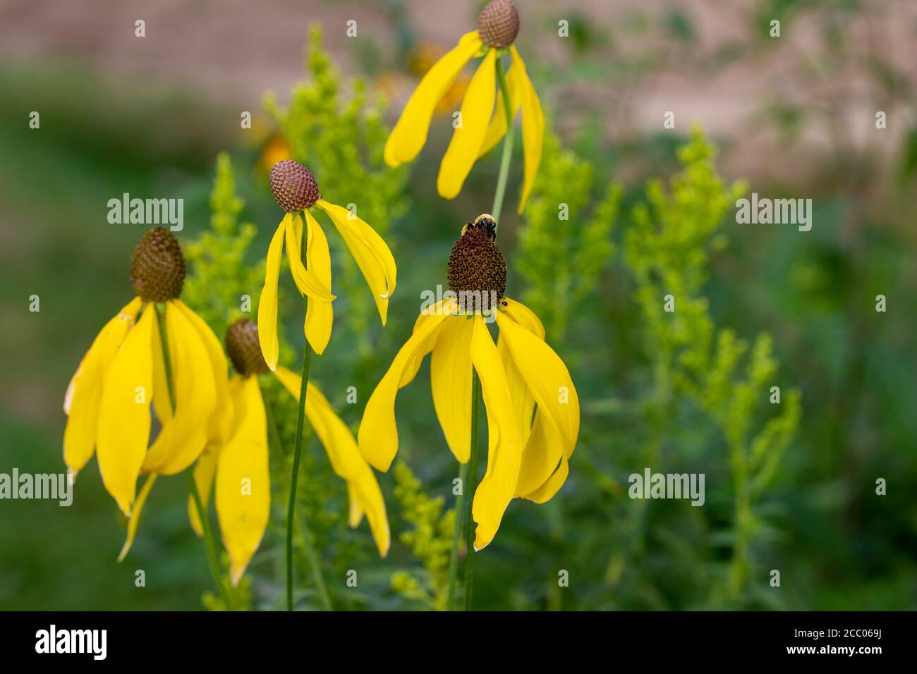 Ratibida Plant High Resolution Stock Photography and Images - Alamy