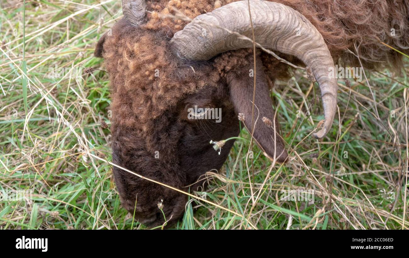 Good looking sheep hi-res stock photography and images - Alamy