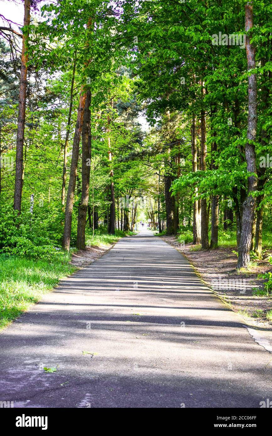 Road through beautiful and wild forest with sunlight through trees ...