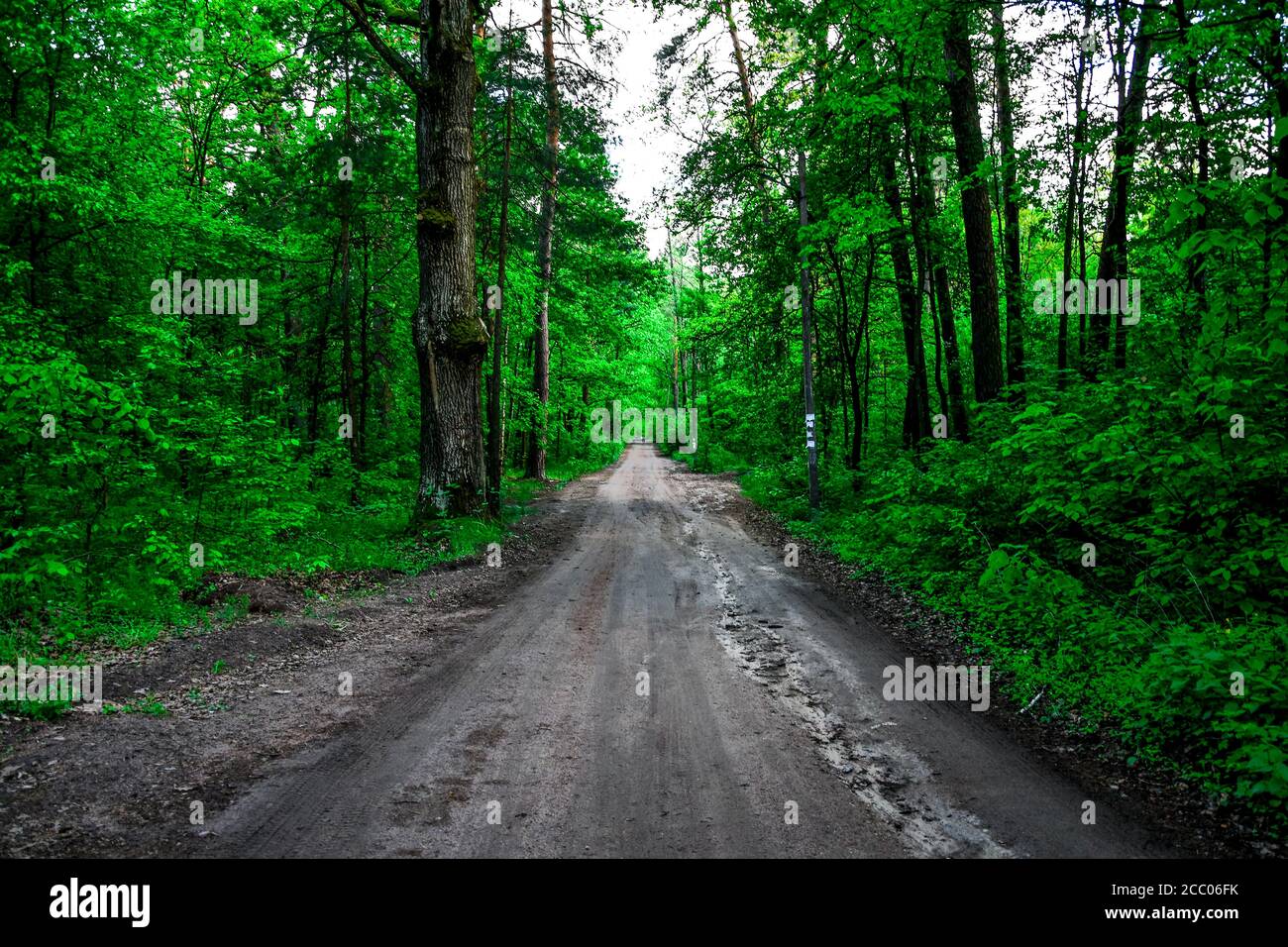 Road through beautiful and wild forest with sunlight through trees ...