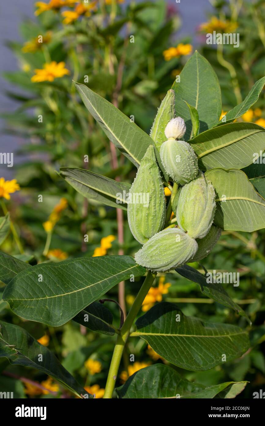 Macro texture view of developing green seed pods on a common milkweed ...
