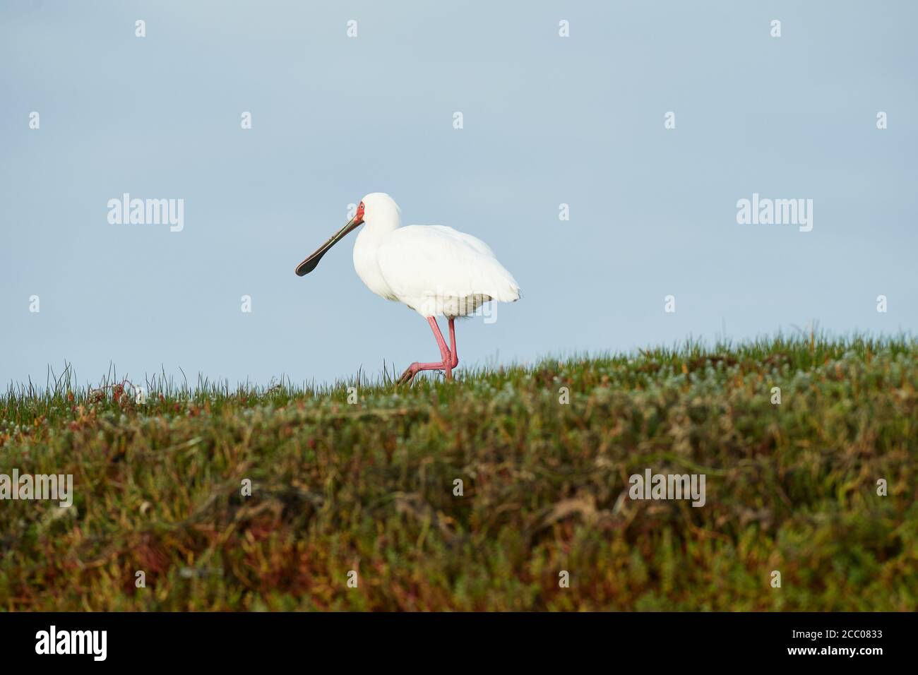 Spoonbill feeding hi-res stock photography and images - Alamy