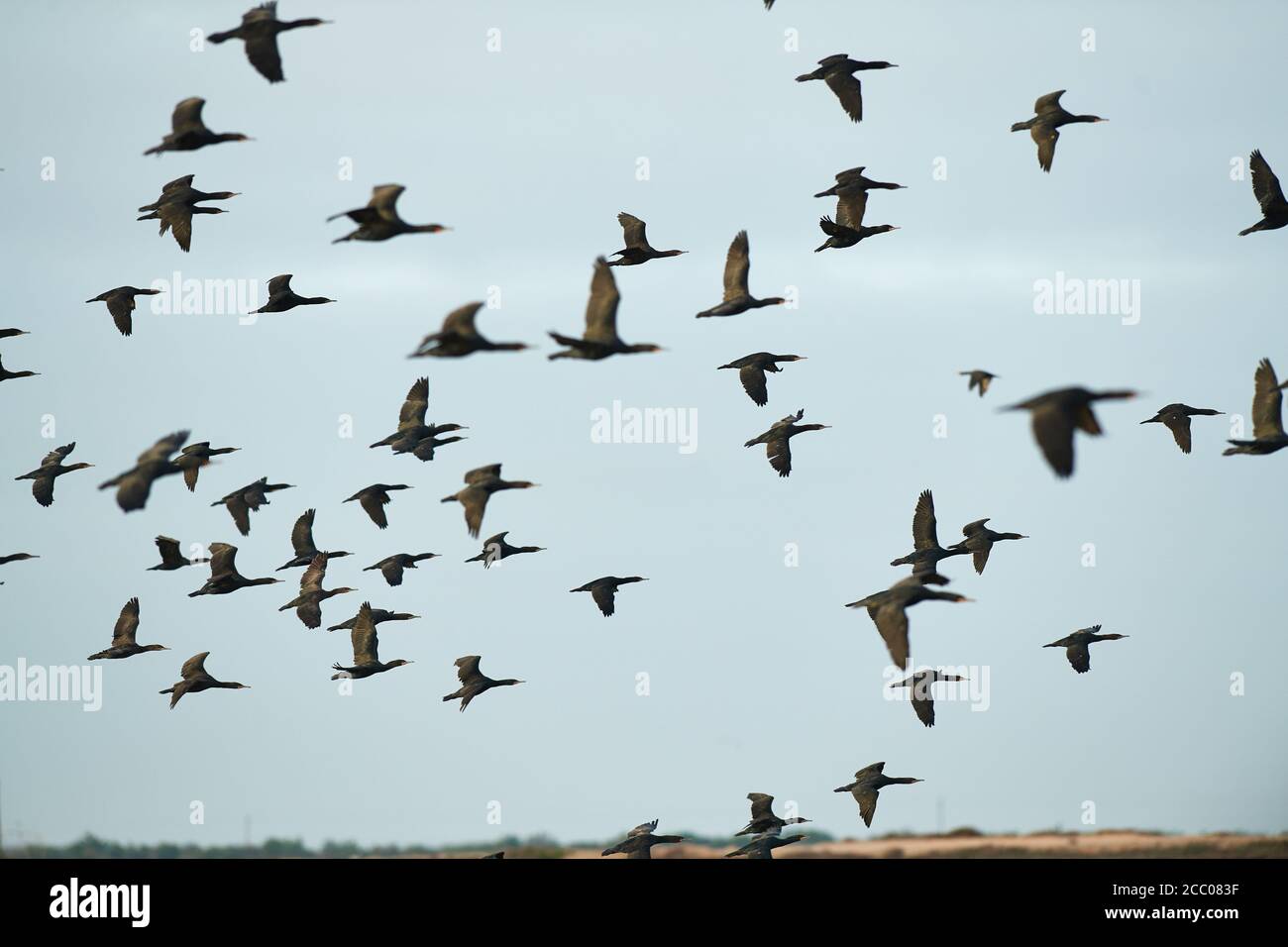 Shag river hi-res stock photography and images - Alamy