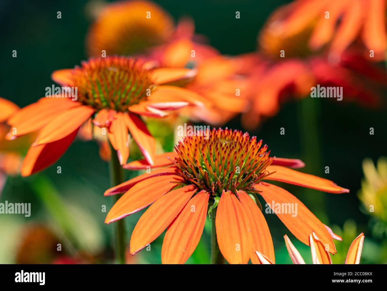 Flowers of Echinacea - an herb stimulating the immune system Stock ...