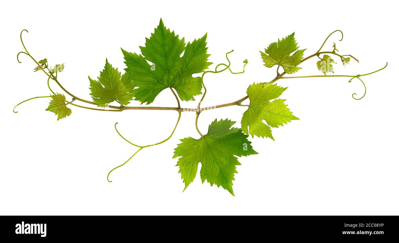 Grape Vine Background