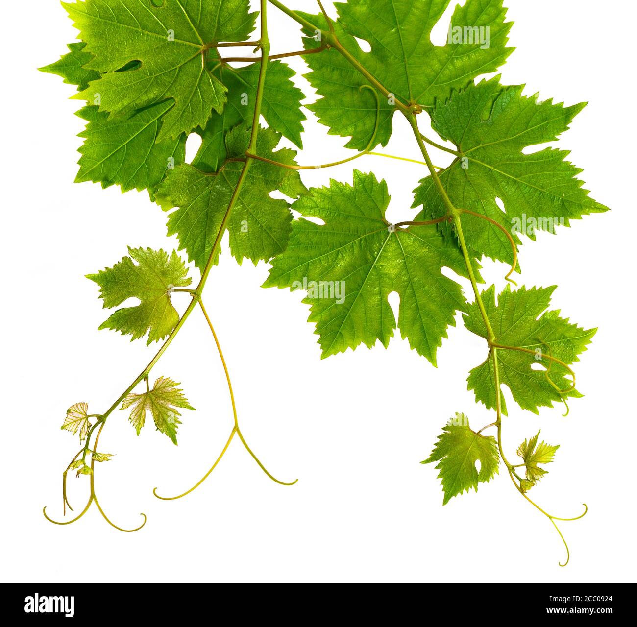Fresh branch of grape vine on white background Stock Photo - Alamy