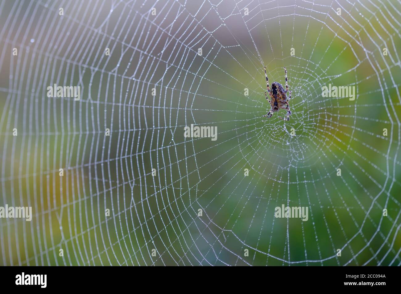 Close up photography of a spider in center of spider web Stock Photo ...
