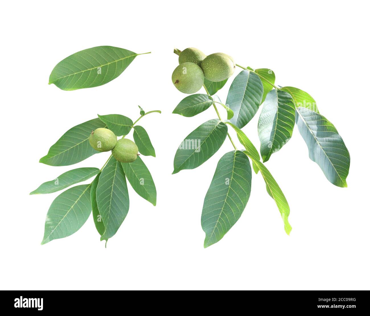 Circassian walnut hi-res stock photography and images - Alamy