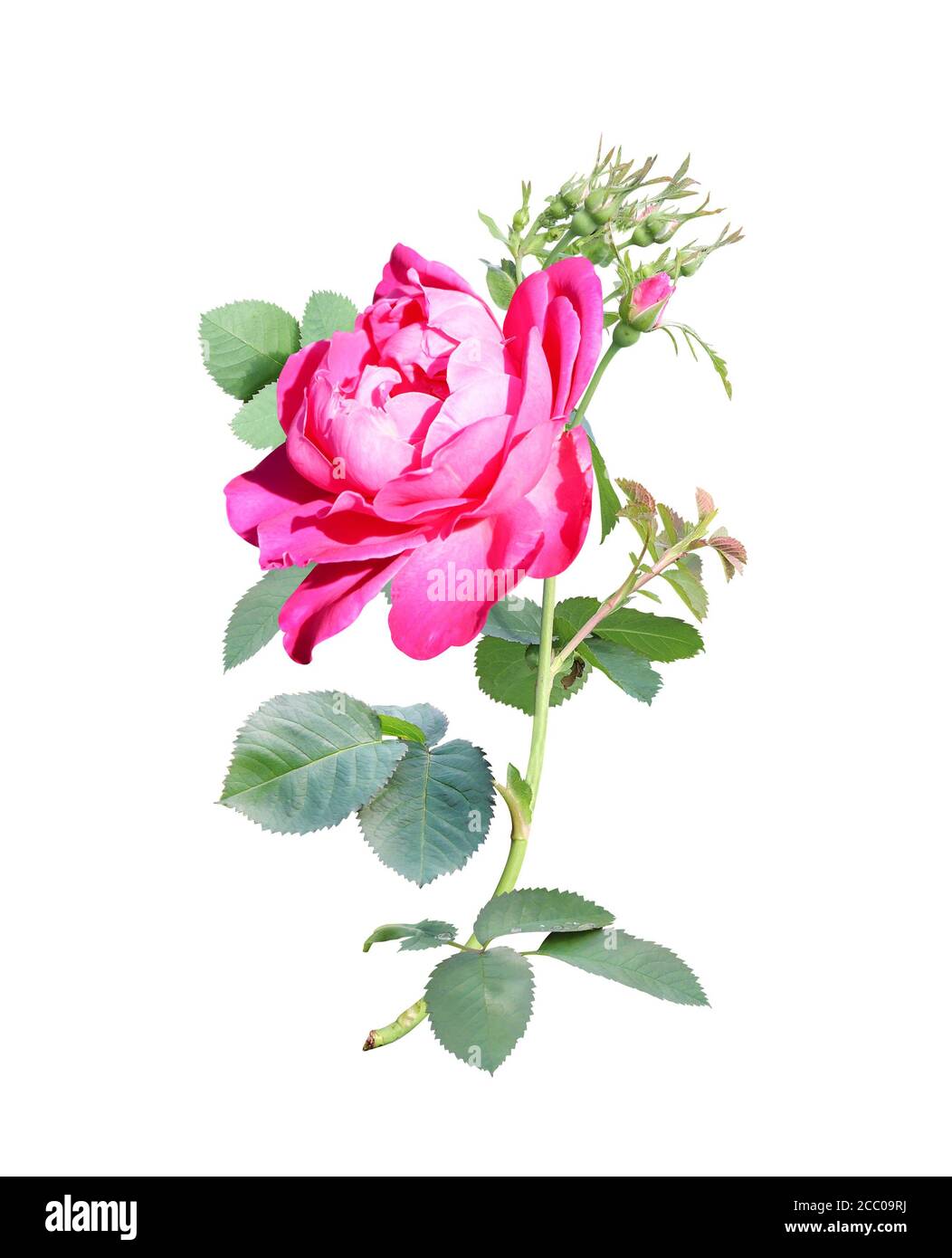 Branch of rose with red flowers. Isolated on white background Stock ...