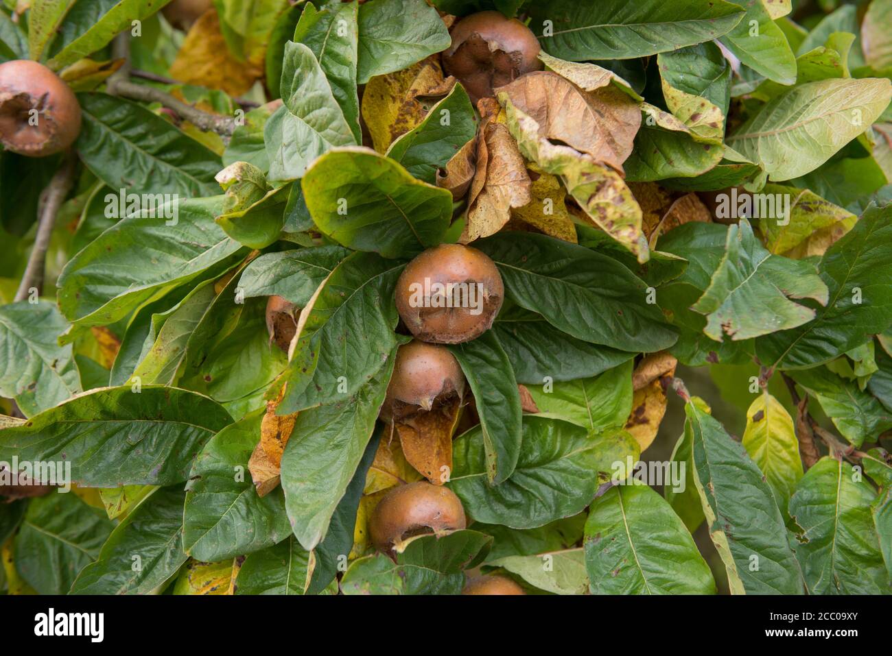 Green Foliage and Fruit of a Medlar Tree (Mespilus germanica ...