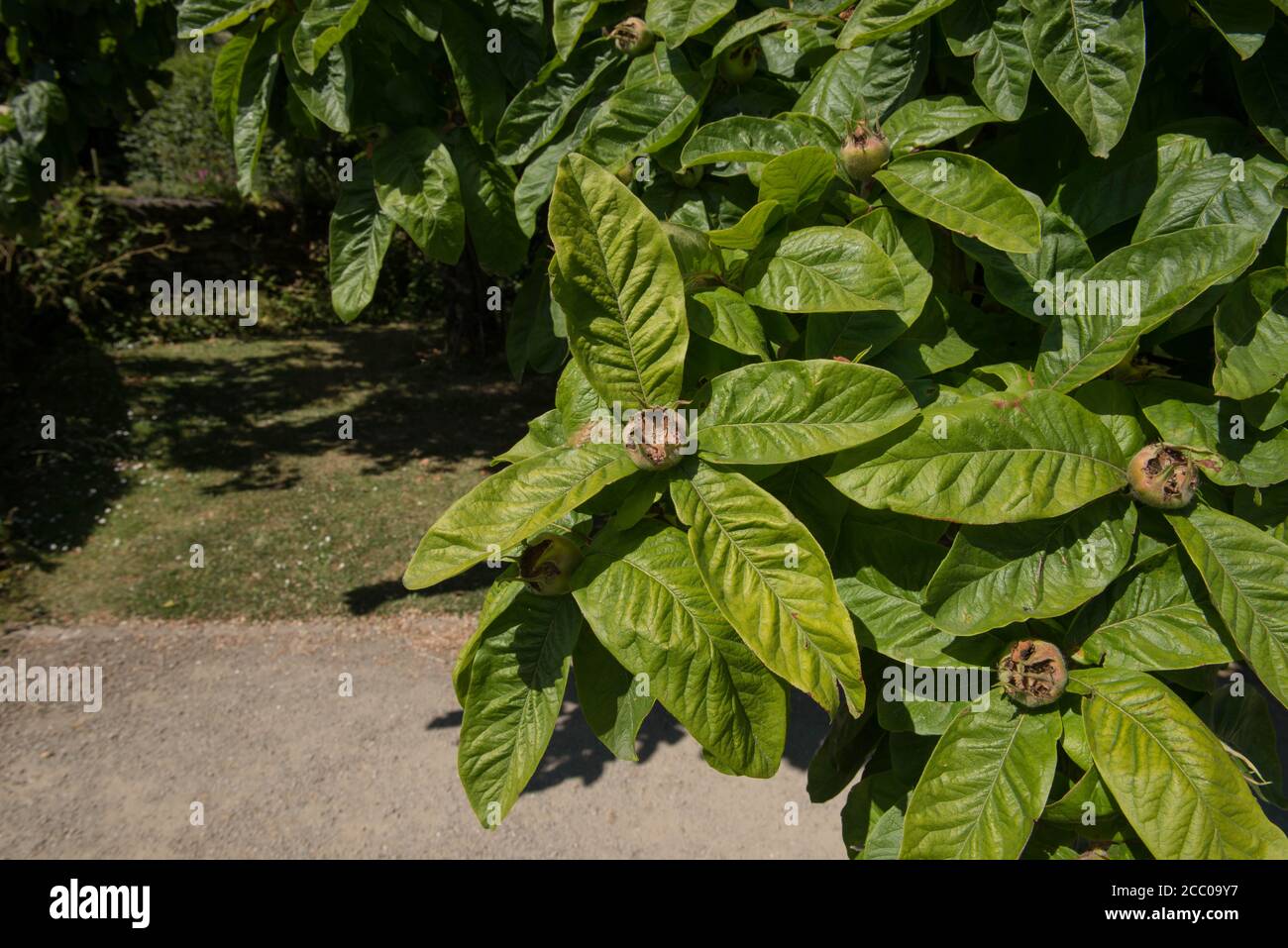 Green Foliage and Fruit of a Medlar Tree (Mespilus germanica ...