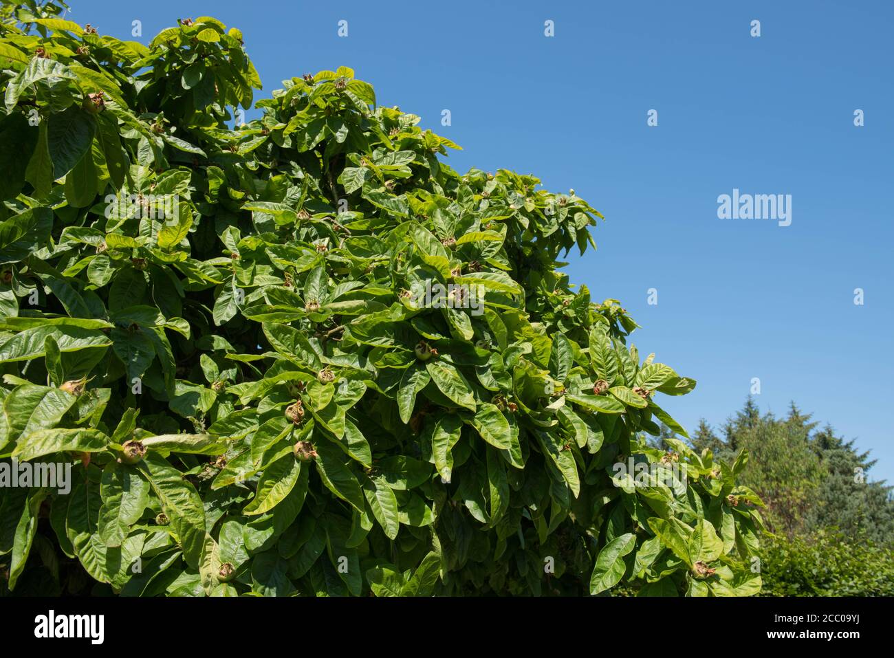 Green Foliage and Fruit of a Medlar Tree (Mespilus germanica ...