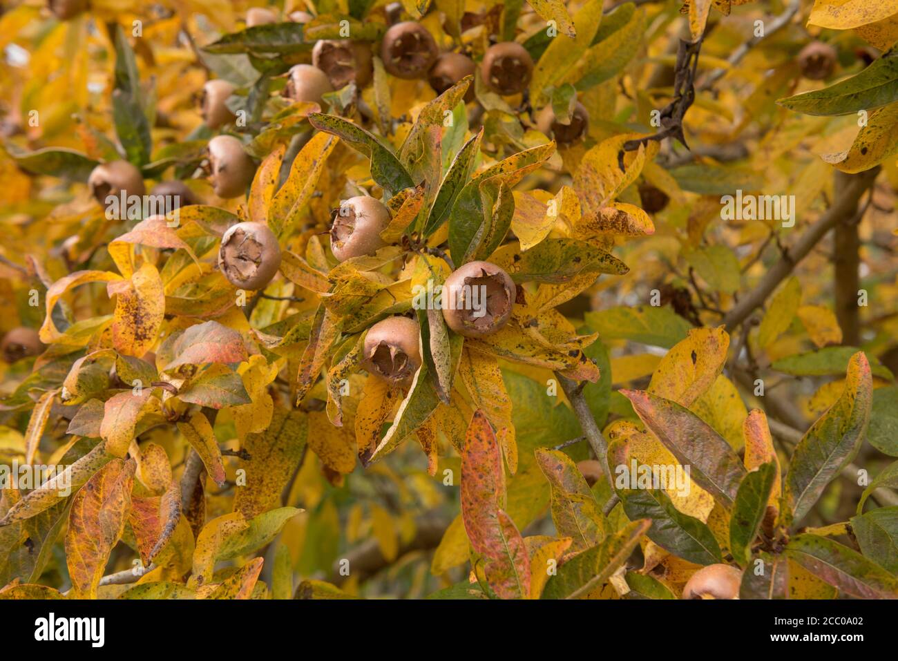 Bright Yellow Autumn Leaves and Brown Fruit of a Medlar Tree (Mespilus ...