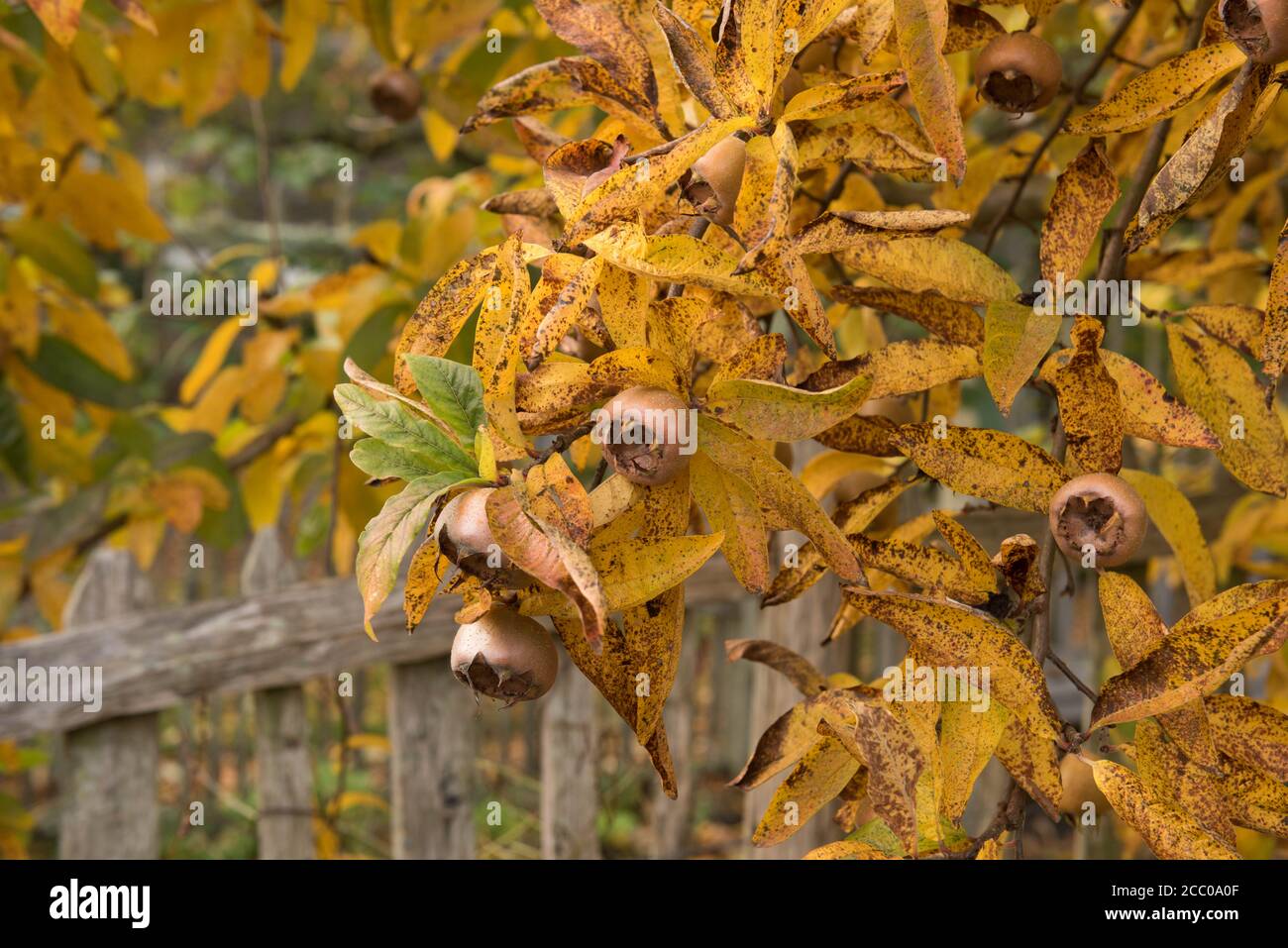 Bright Yellow Autumn Leaves and Brown Fruit of a Medlar Tree (Mespilus ...