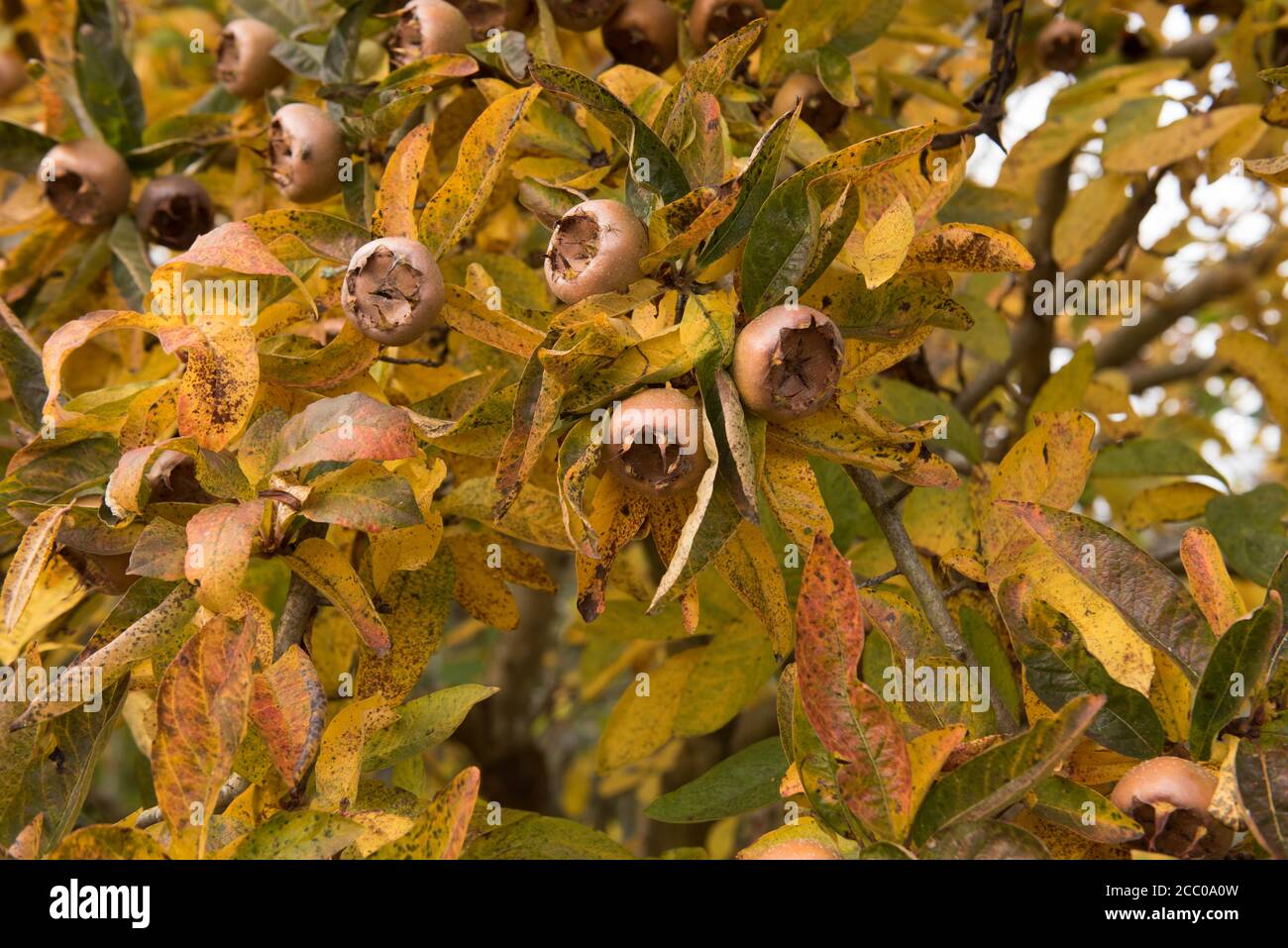 Bright Yellow Autumn Leaves and Brown Fruit of a Medlar Tree (Mespilus ...