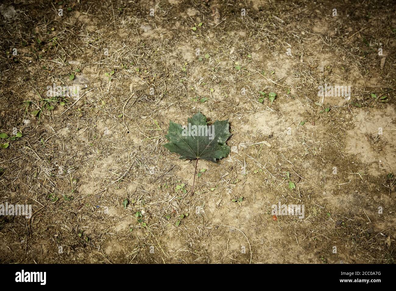 Autumn in a humid and lonely forest Stock Photo - Alamy