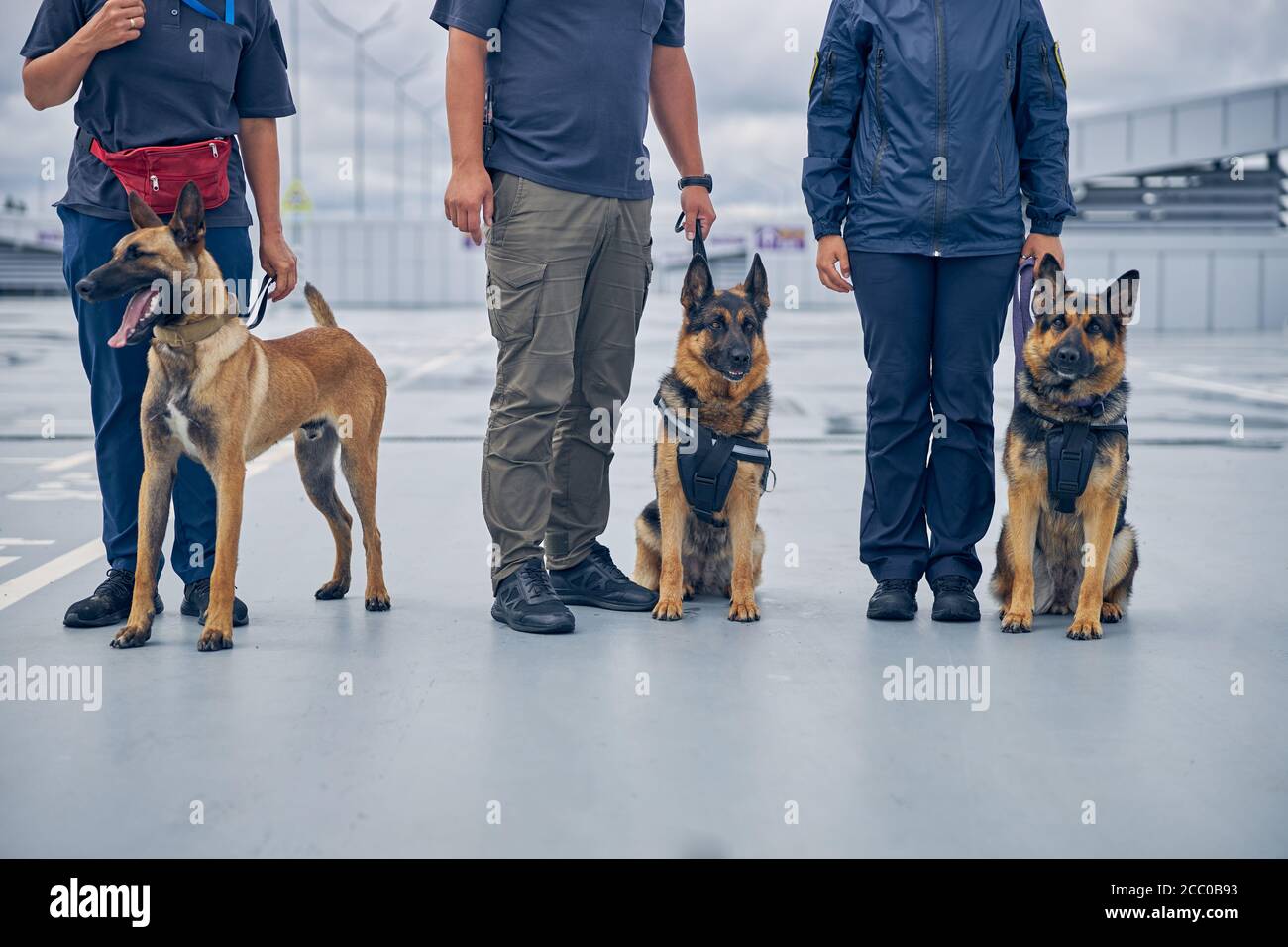 Border service officers standing on the street with dogs Stock Photo ...