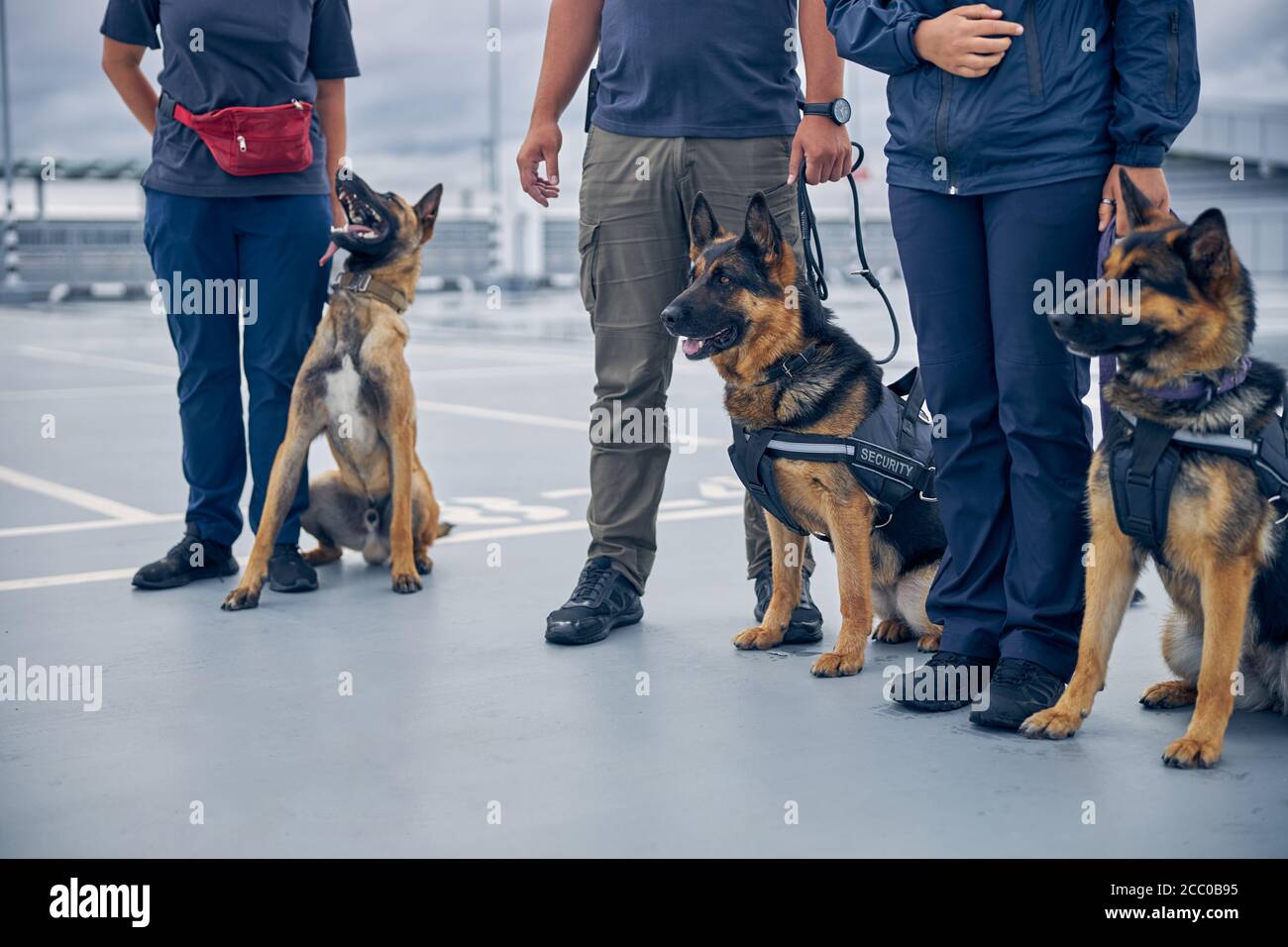 Customs officers standing on the street with dogs Stock Photo - Alamy
