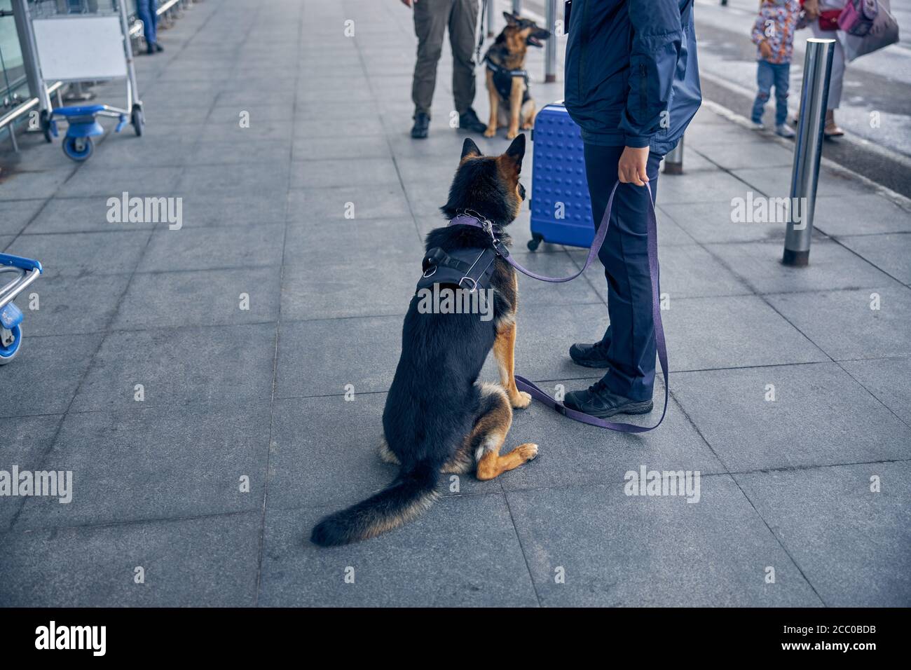 Drug dog airport hi-res stock photography and images - Alamy