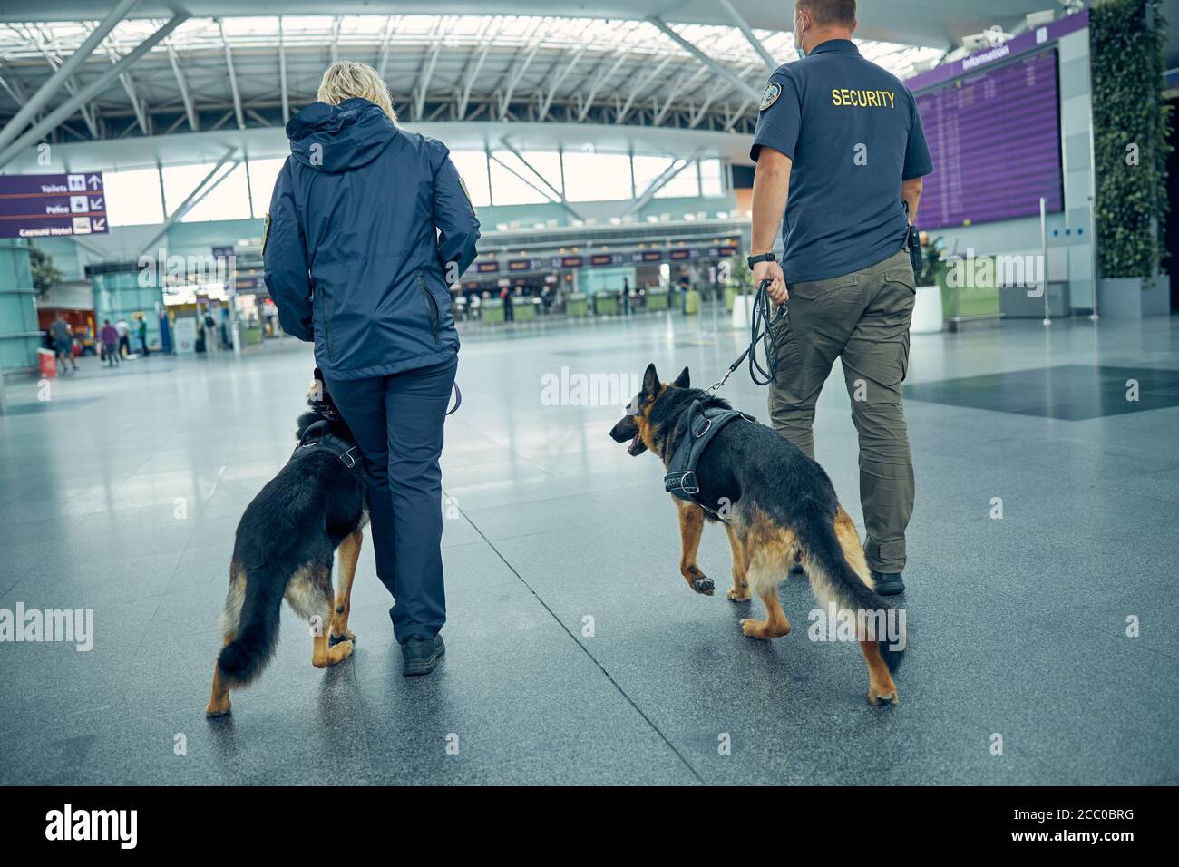 Two officers with detection dogs walking in airport terminal Stock ...