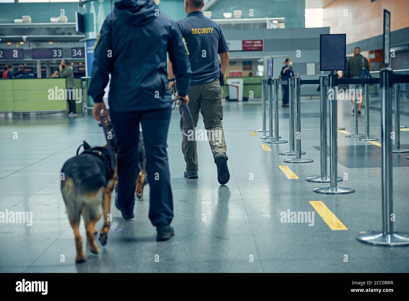 Security workers with German Shepherd dogs walking at airport Stock ...