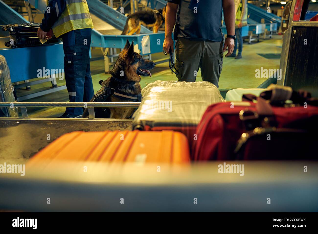 Border service officers with dogs checking passengers luggage Stock ...