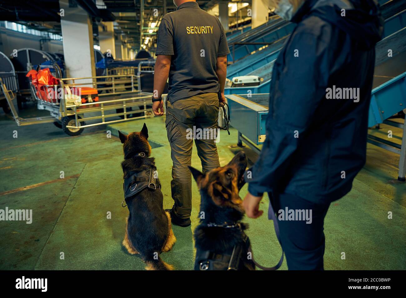 Detection dogs on duty with security guards at airport Stock Photo - Alamy