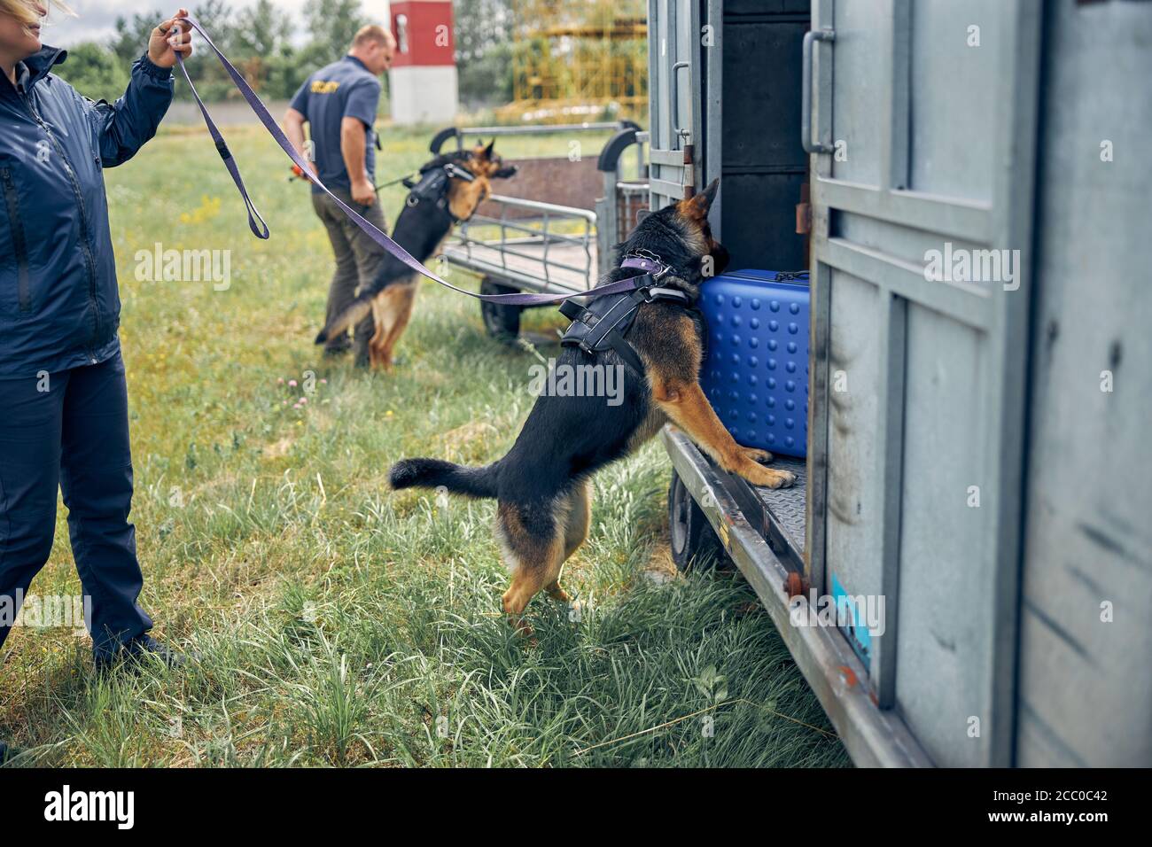 Officers with detection dogs checking baggage at airport Stock Photo ...