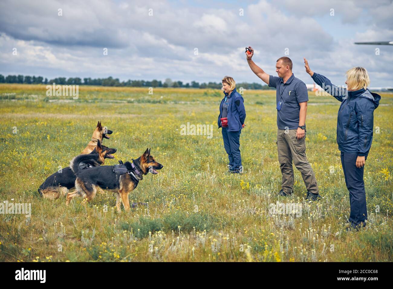 Canine sniffer dogs being trained in grassy field Stock Photo - Alamy