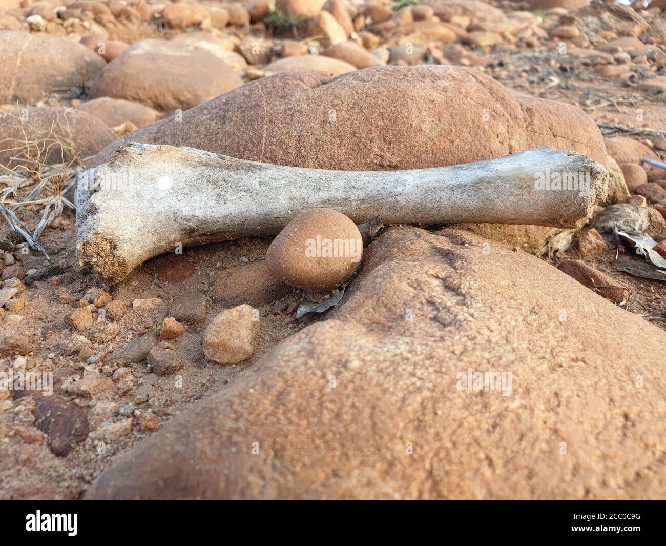 Human bones desert hi-res stock photography and images - Alamy