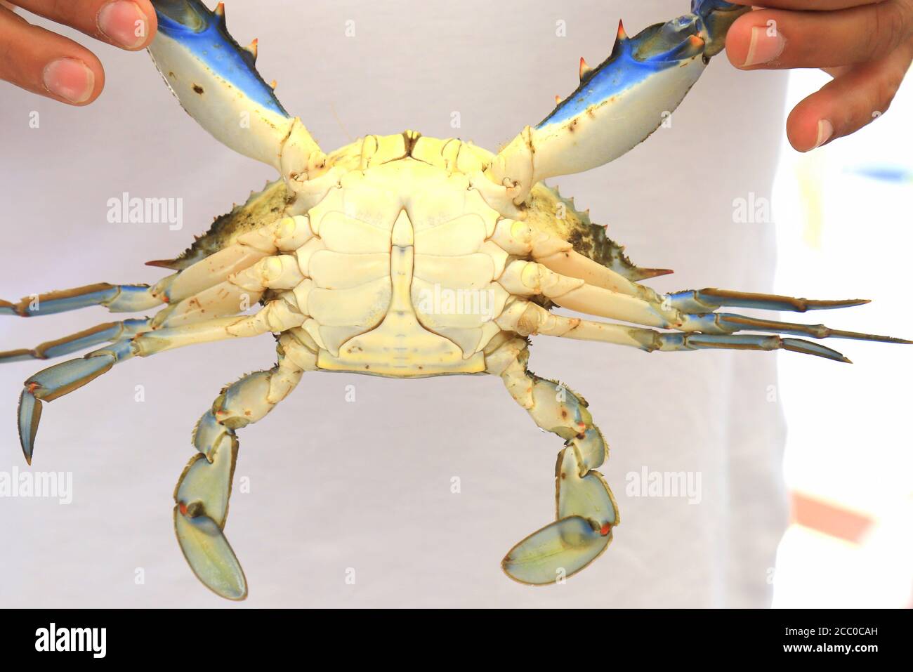 Woman holds a large blue crab, Callinectes sapidus, with big claws ...
