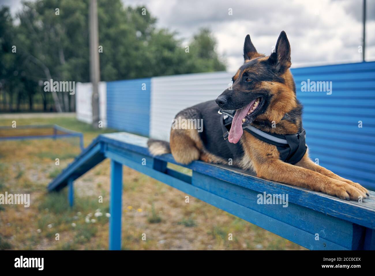 Beautiful German Shepherd dog lying on bench Stock Photo - Alamy