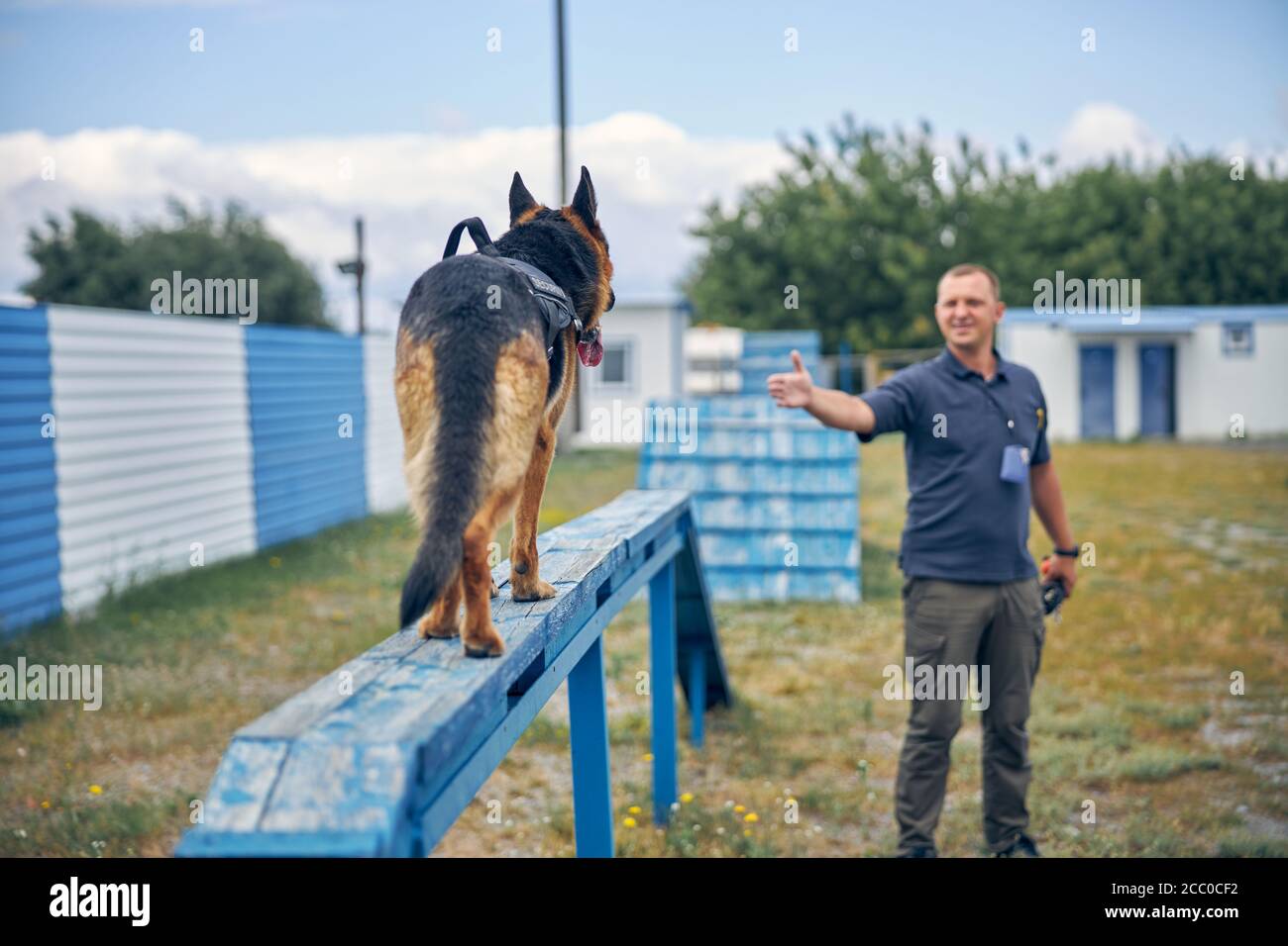Male officer training police detection dog outdoors Stock Photo - Alamy