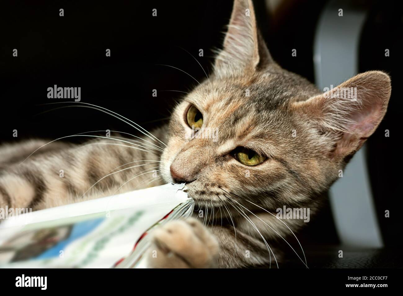 Fun gray young cat bites a newspaper. Domestic cute kitten. Veterinary ...