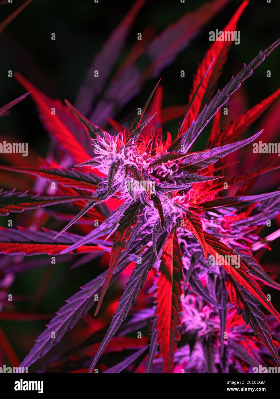 Ripe cannabis plant - Northern Light. Hemp illuminated by psychedelic ...