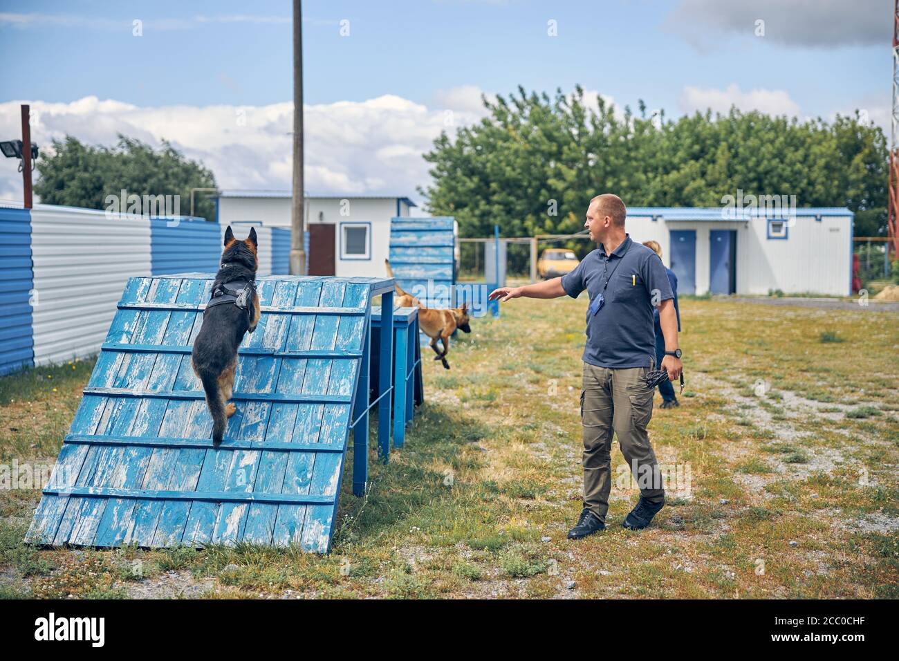 Male officer training police working dogs outdoors Stock Photo - Alamy