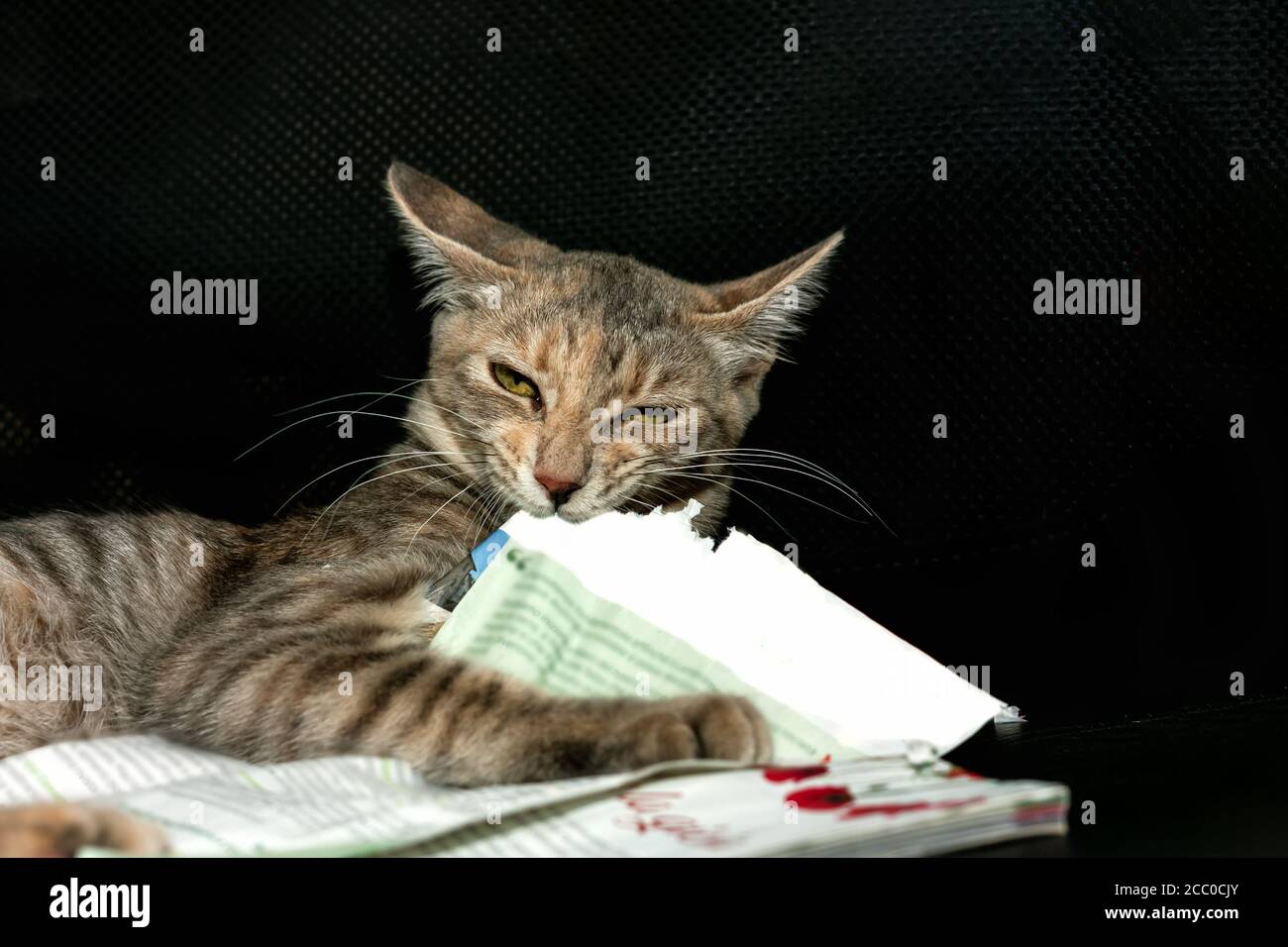 Fun gray young cat bites a newspaper. Domestic cute kitten. Veterinary ...