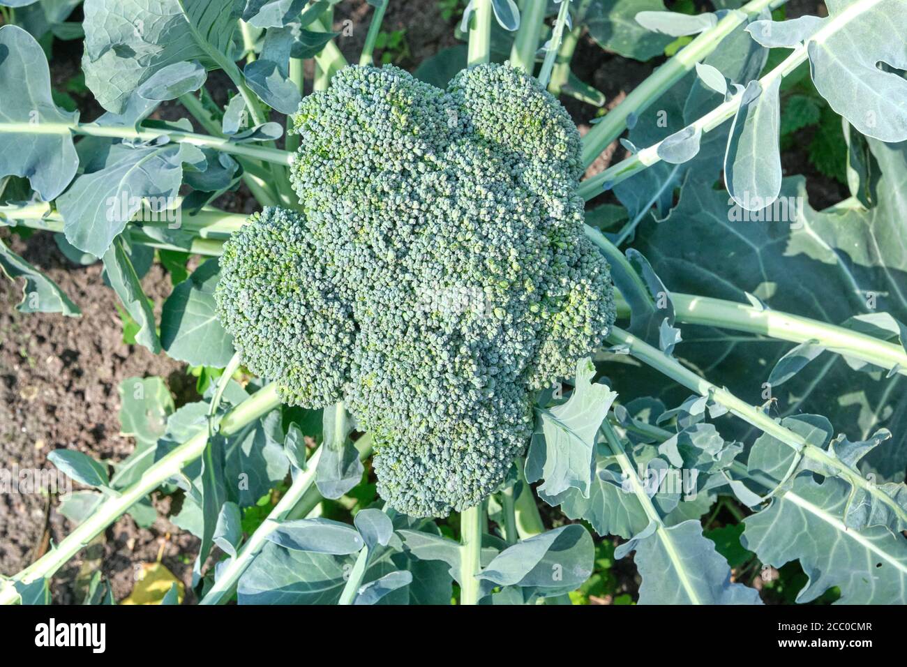 Fresh Broccoli green vibrant. This Broccoli is still planted in the ...