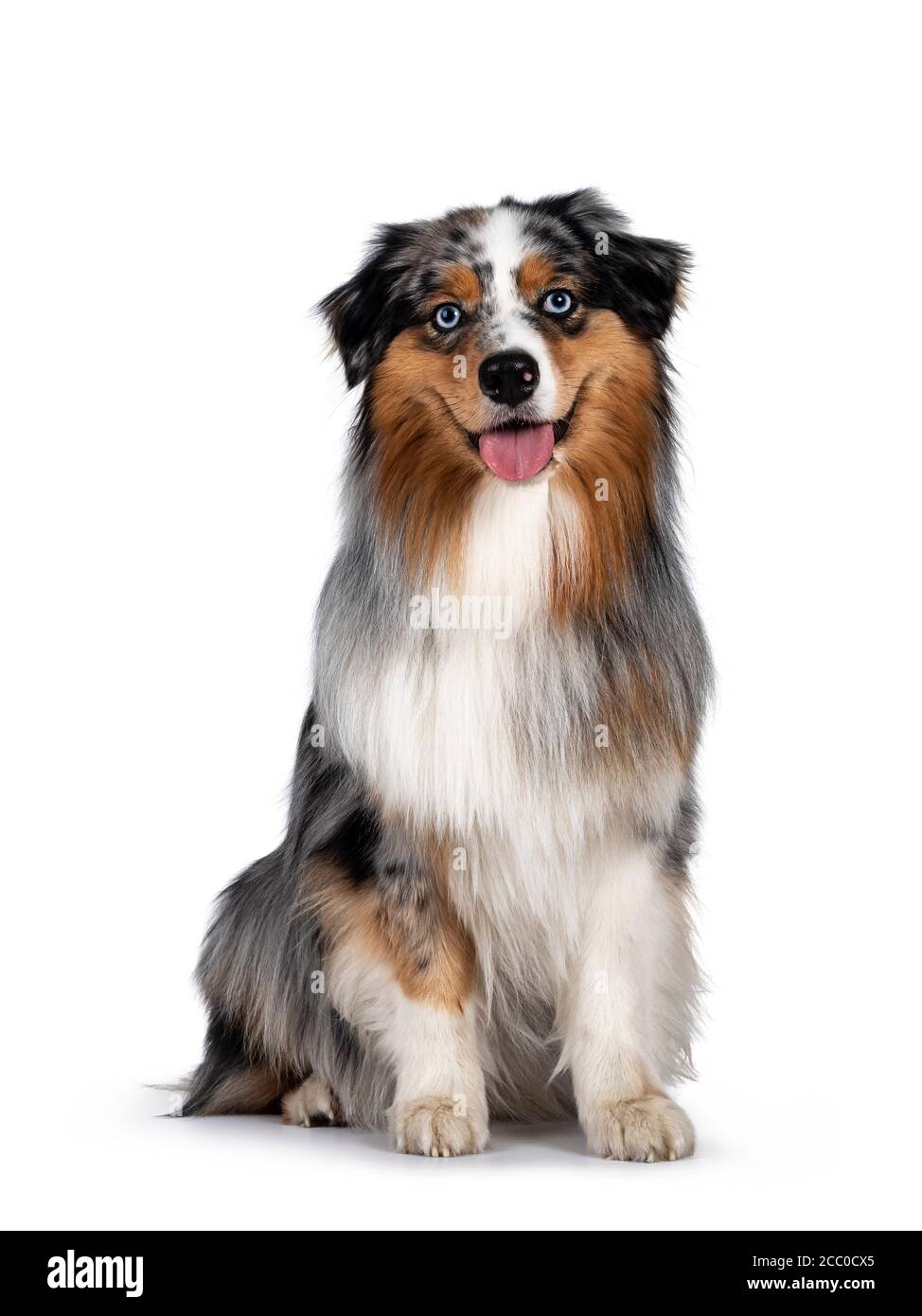 Handsome and well groomed Australian Shepherd dog, sitting up straigth ...