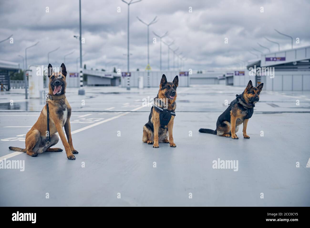 Border security airport guard hi-res stock photography and images - Alamy