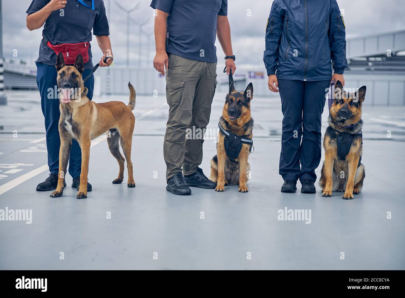 Drug detection dogs hi-res stock photography and images - Alamy