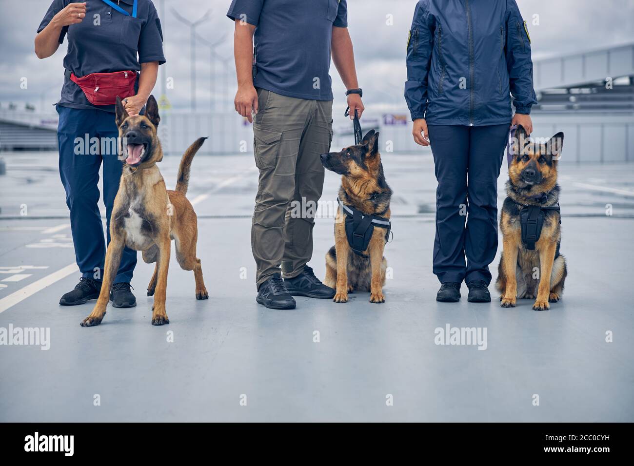 Security police dogs on duty with officers at airport Stock Photo - Alamy