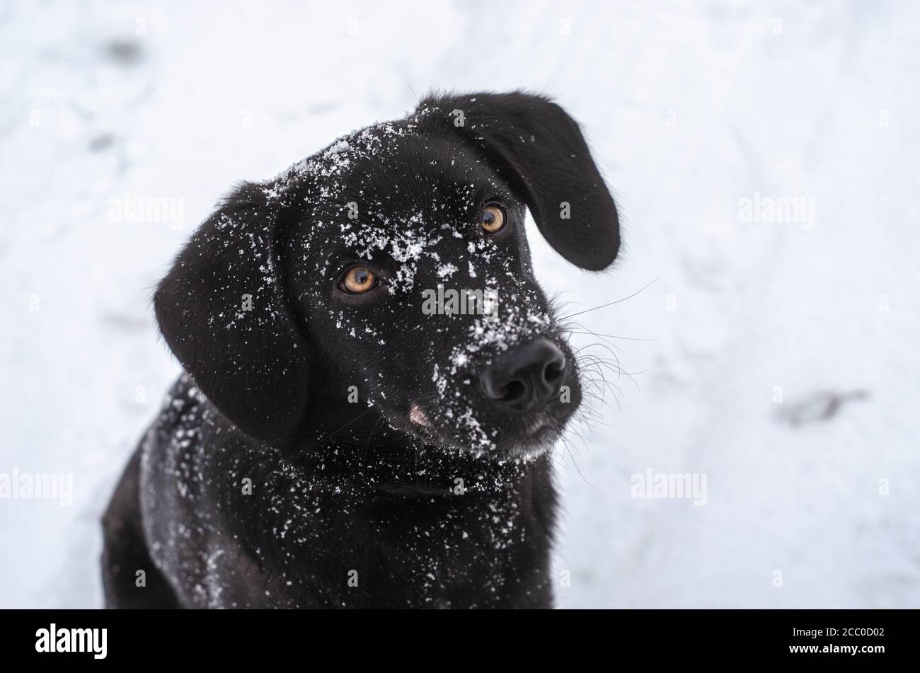 Black labrador puppy dog head close-up with snow on nose Stock Photo ...