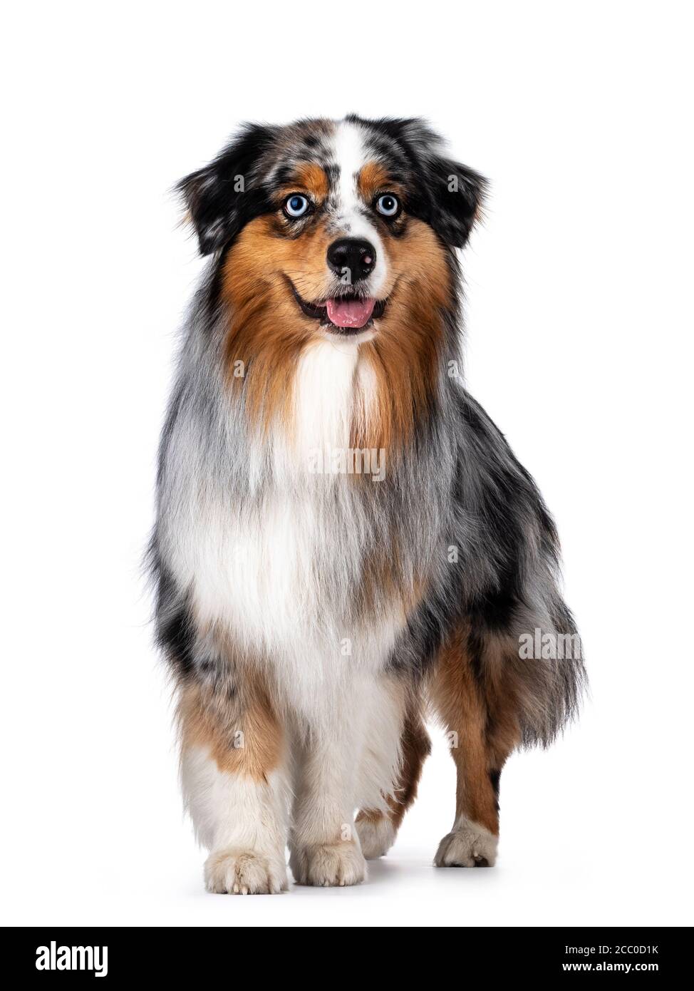 Blue Eyed White Australian Shepherd