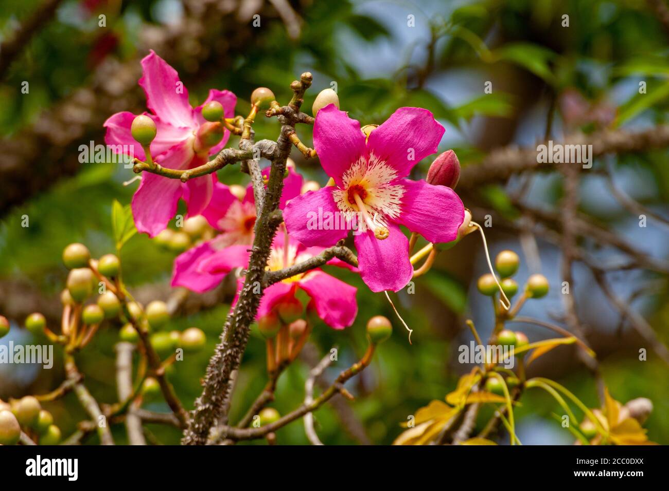 Baobab tree in Lake Manyara National Park Stock Photo - Alamy