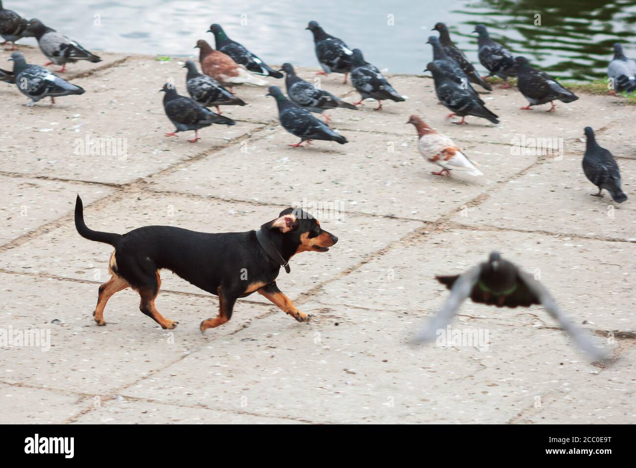 happy dog puppy chasing pigeons freedom run ears funny domestic animals ...